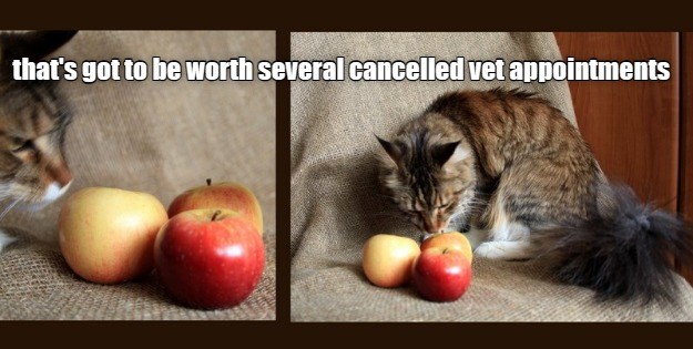 an apple a day... - Lolcats - lol | cat memes | funny cats | funny cat ...