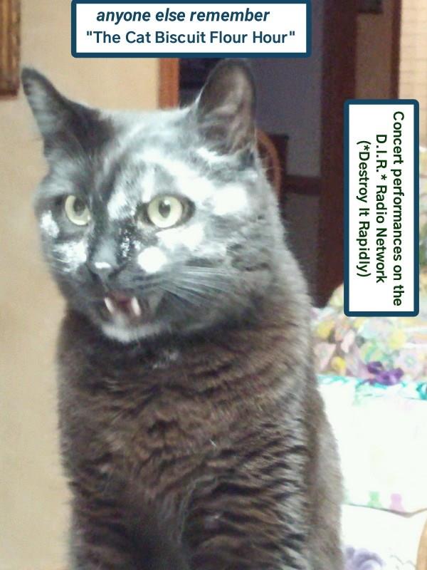 Purrfessional baker - Lolcats - lol | cat memes | funny cats | funny ...