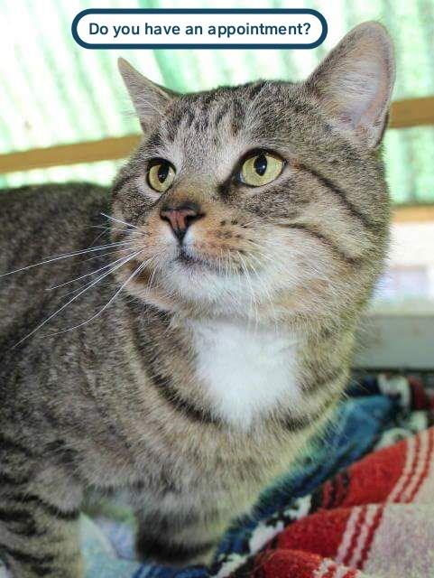 Busy executive cat - Lolcats - lol | cat memes | funny cats | funny cat ...