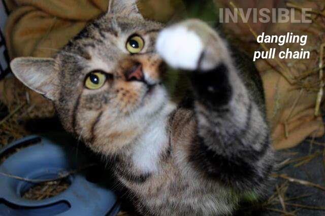 *paw* *paw* *swipe* - Lolcats - lol | cat memes | funny cats | funny ...