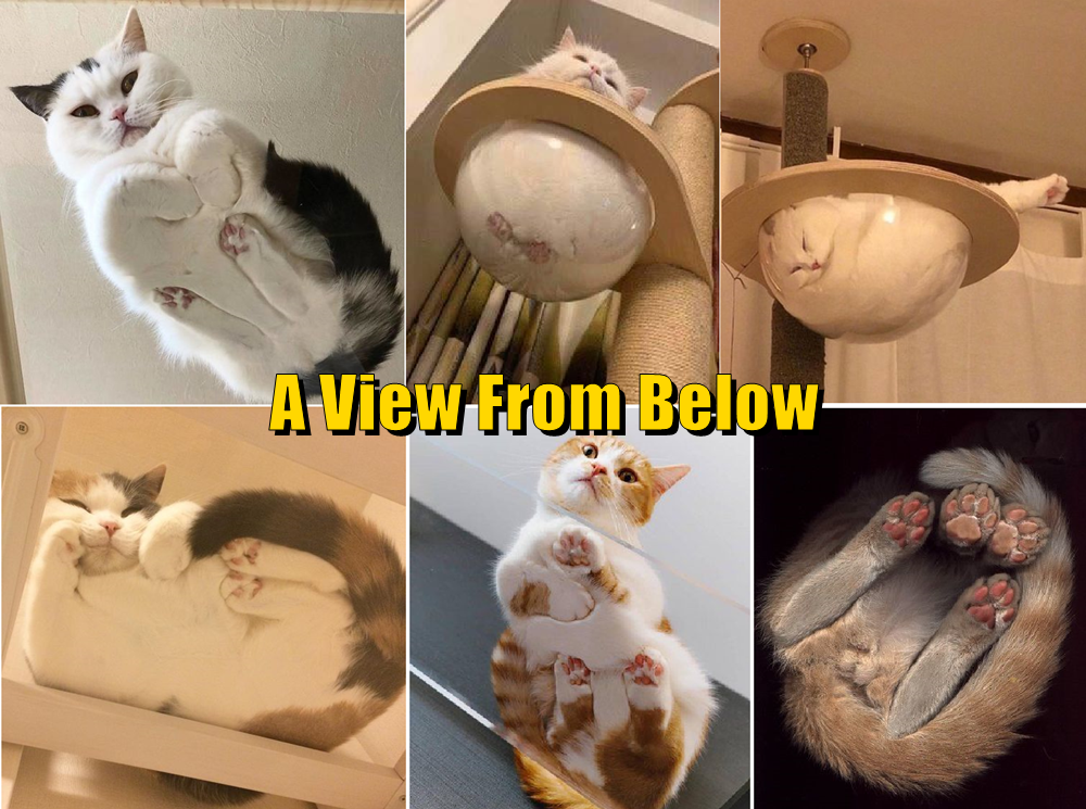 Purrfect angle - Lolcats - lol | cat memes | funny cats | funny cat ...