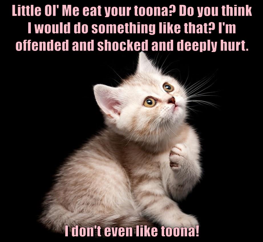 Little Ol' Me eat your toona? - Lolcats - lol | cat memes | funny cats ...