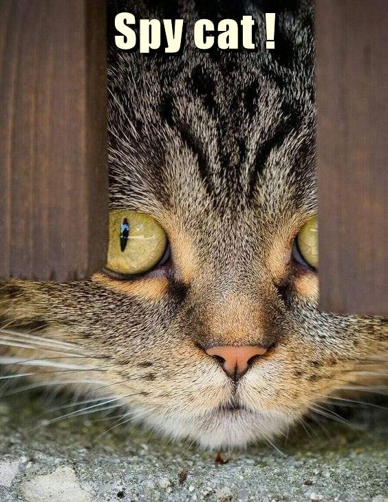 Spy cat - Lolcats - lol | cat memes | funny cats | funny cat pictures ...