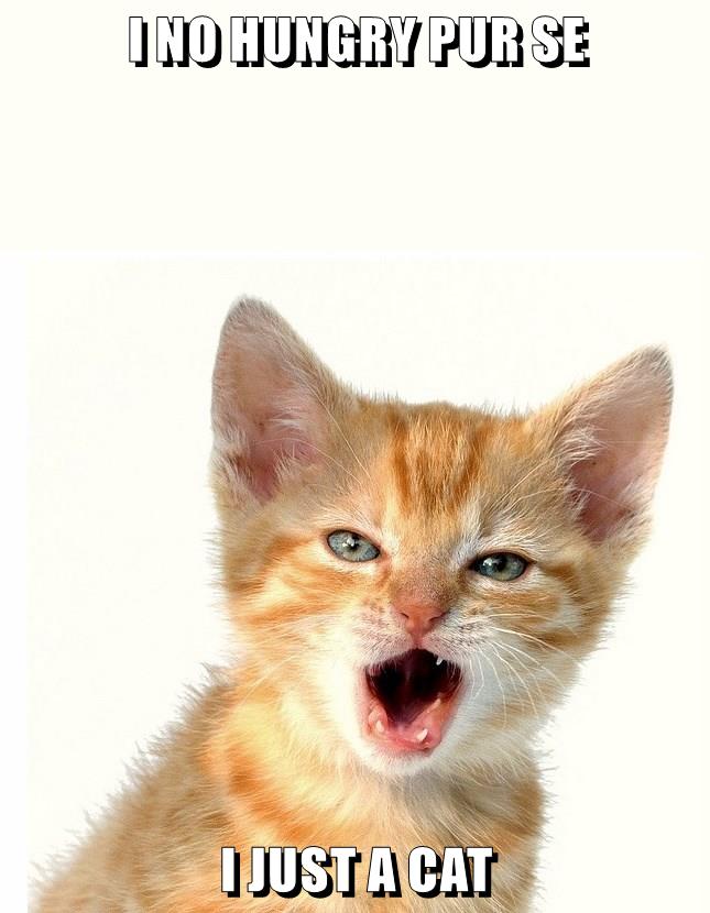 I Just a Cat - Lolcats - lol | cat memes | funny cats | funny cat ...