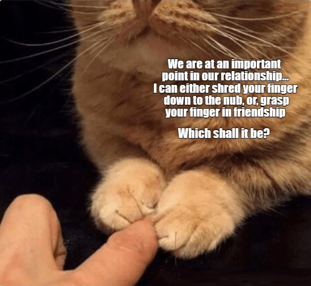 I Choose Peace - Lolcats - lol | cat memes | funny cats | funny cat ...