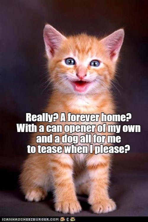 And tuna when you wish for it - Lolcats - lol | cat memes | funny cats ...