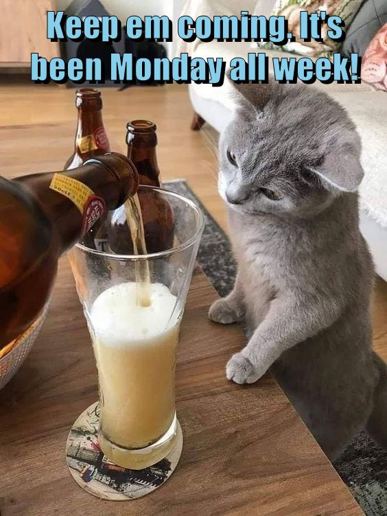 Meowing Monday - Lolcats - lol | cat memes | funny cats | funny cat ...