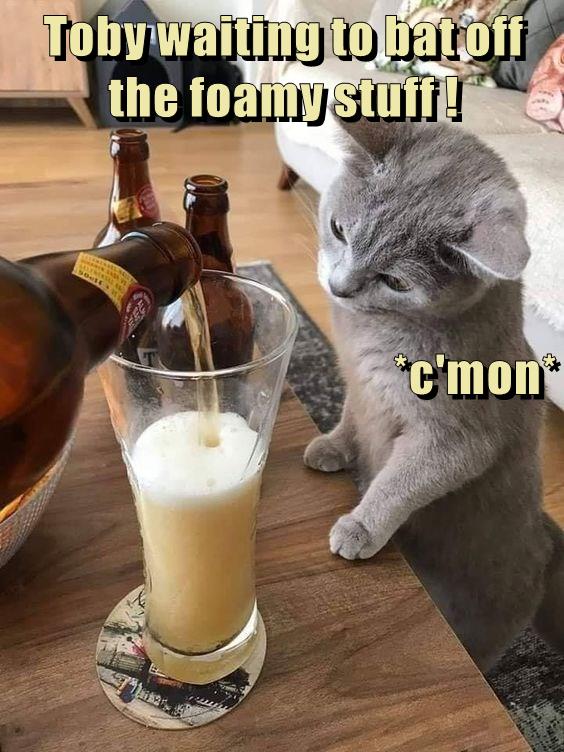 Toby is not one for patience - Lolcats - lol | cat memes | funny cats ...