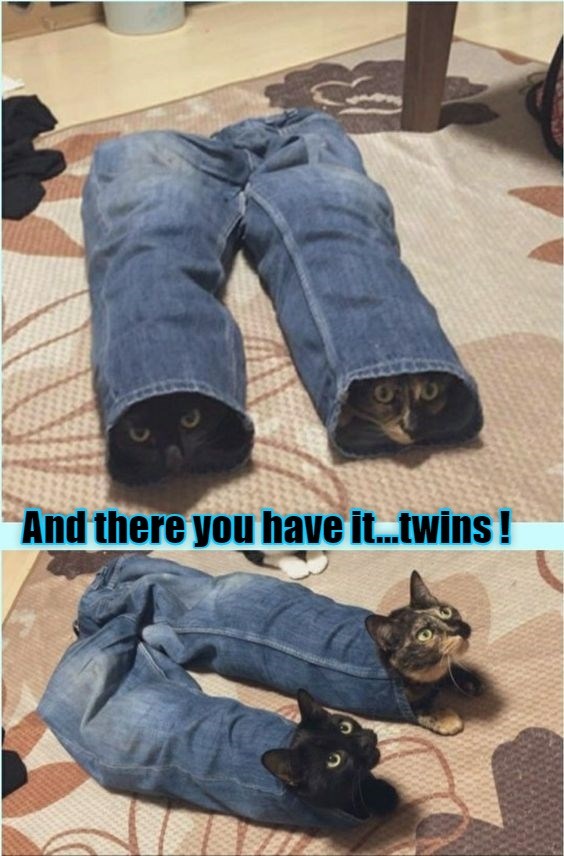 Not identical ! - Lolcats - lol | cat memes | funny cats | funny cat ...