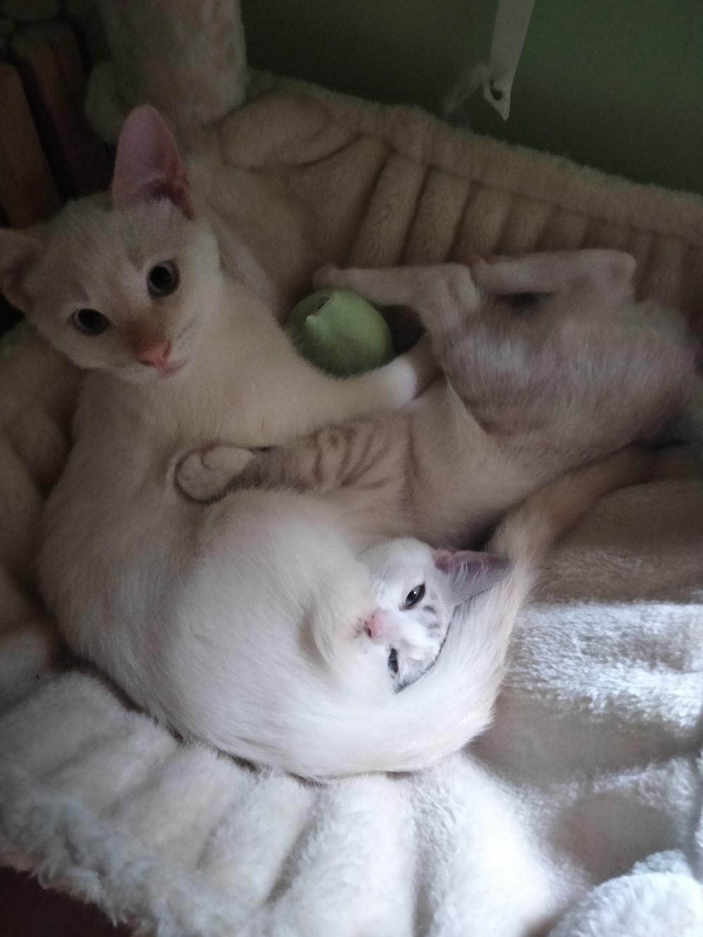 Bro & Sis chilling - Lolcats - lol | cat memes | funny cats | funny cat ...