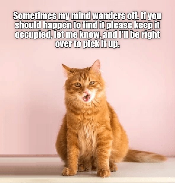 There it goes again - Lolcats - lol | cat memes | funny cats | funny ...