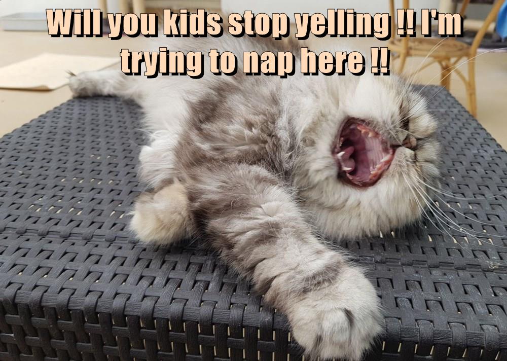 Can't get any peace and quiet - Lolcats - lol | cat memes | funny cats ...