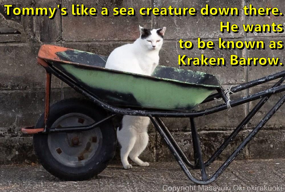 Kraken Barrow - Lolcats - lol | cat memes | funny cats | funny cat ...