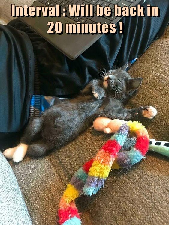 Cat nap - Lolcats - lol | cat memes | funny cats | funny cat pictures ...