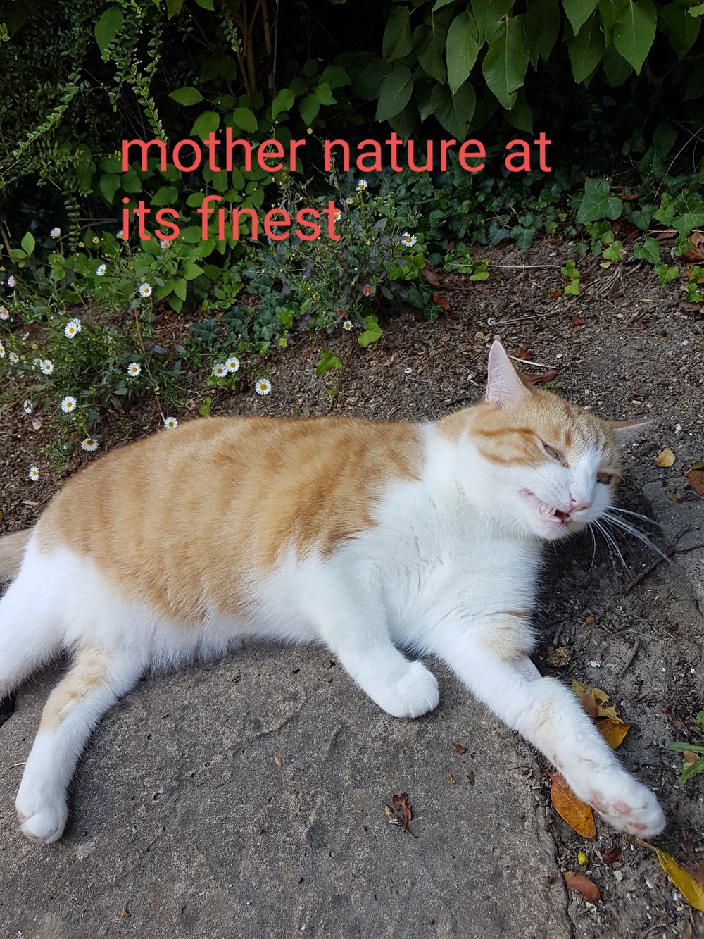 I love nature 🤣 - Lolcats - lol | cat memes | funny cats | funny cat ...