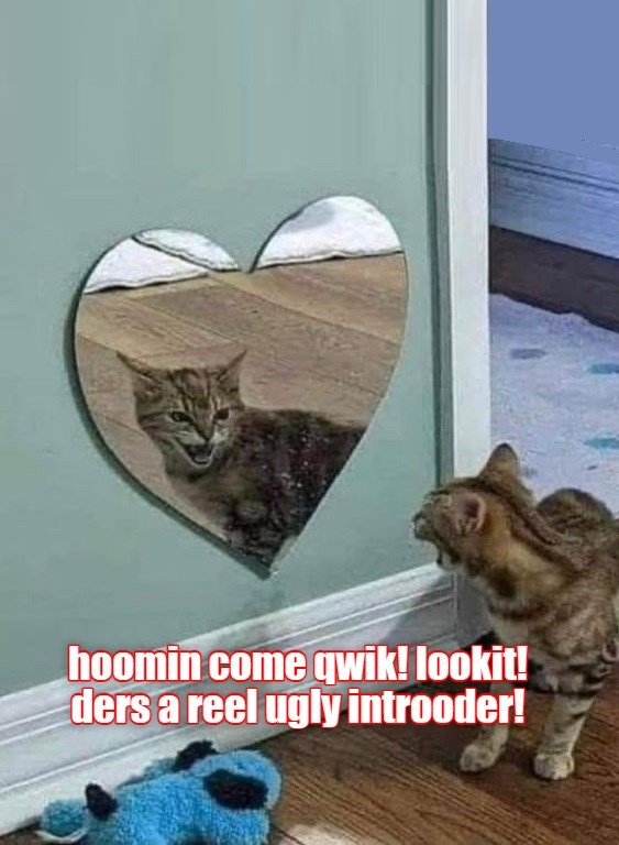 He looks mean and dangerous! - Lolcats - lol | cat memes | funny cats ...