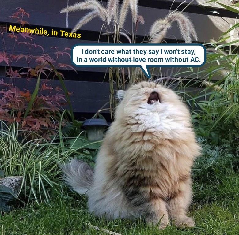 Meanwhile, in Texas - Lolcats - lol | cat memes | funny cats | funny ...