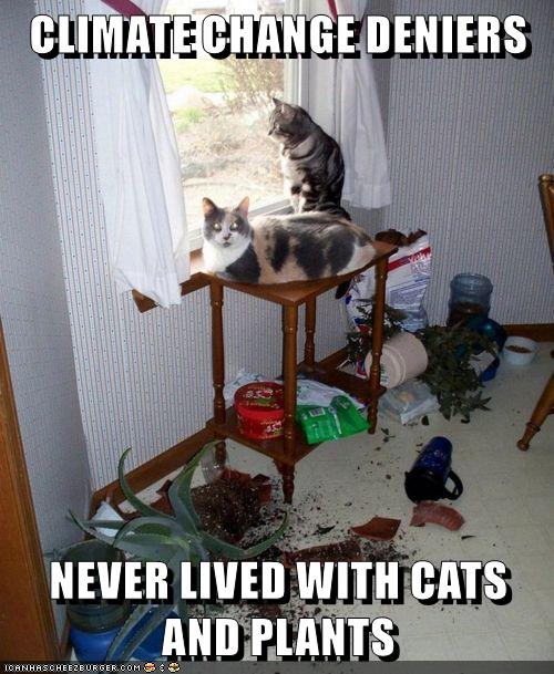 Cats are a force of nature - Lolcats - lol | cat memes | funny cats ...