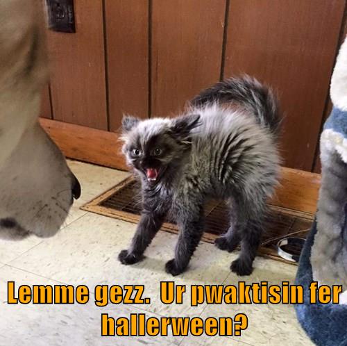 Spooky season - Lolcats - lol | cat memes | funny cats | funny cat ...
