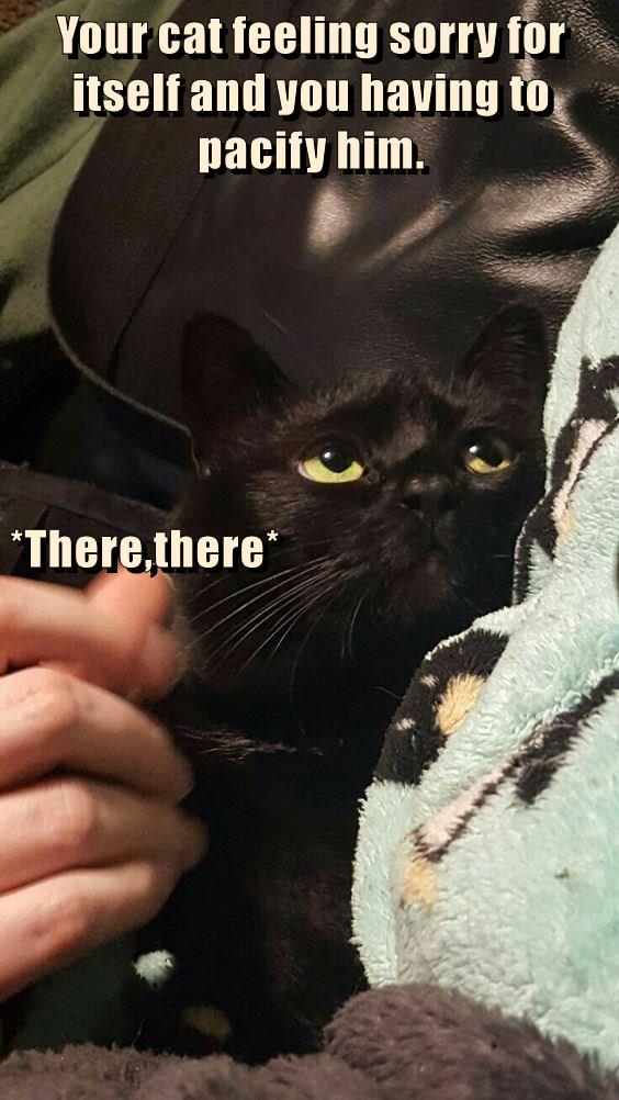 It's so hard to be a house cat these days - Lolcats - lol | cat memes ...