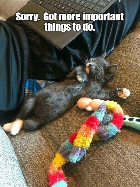 Gotta catch up on my beauty sleep - Lolcats - lol | cat memes | funny ...