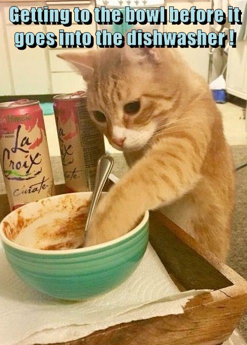 The best part of baking - Lolcats - lol | cat memes | funny cats ...