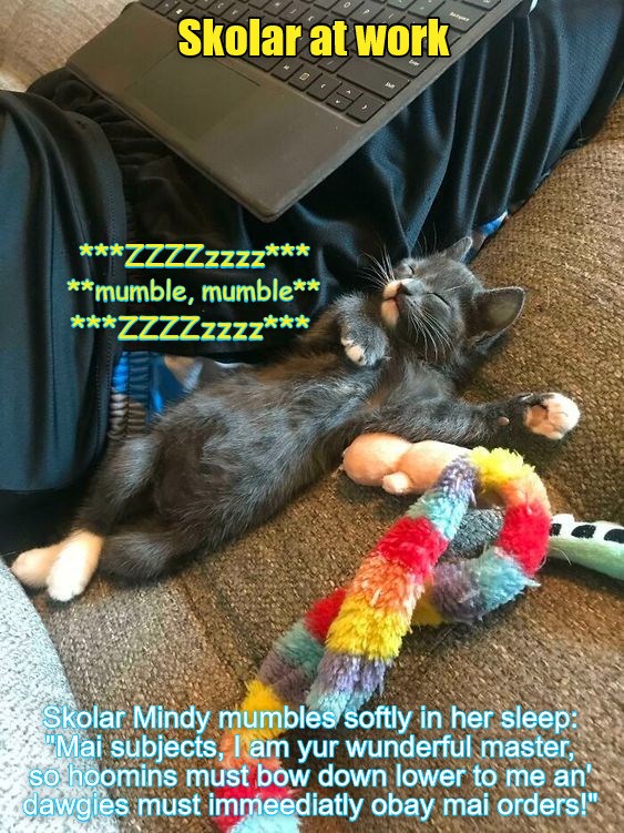 Working hard or hardly working? - Lolcats - lol | cat memes | funny ...