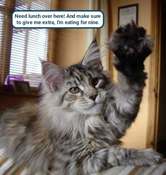 Lunch, please! - Lolcats - lol | cat memes | funny cats | funny cat ...