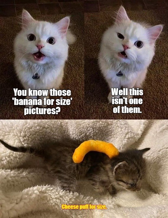 Banana for size - Lolcats - lol | cat memes | funny cats | funny cat ...