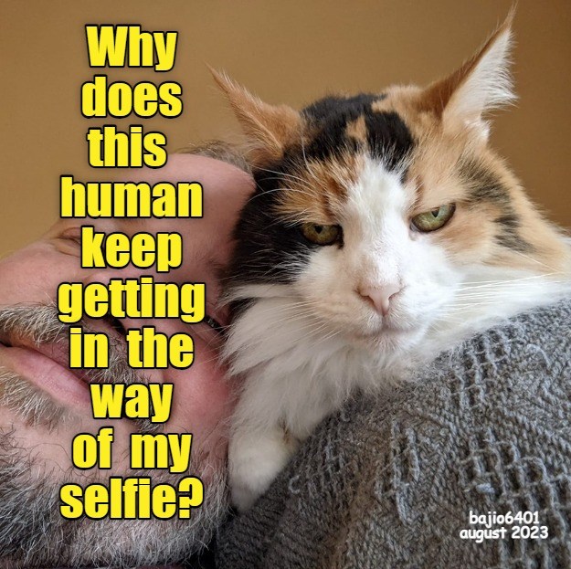 GOT TO PUT A STOP TO THIS - Lolcats - lol | cat memes | funny cats ...