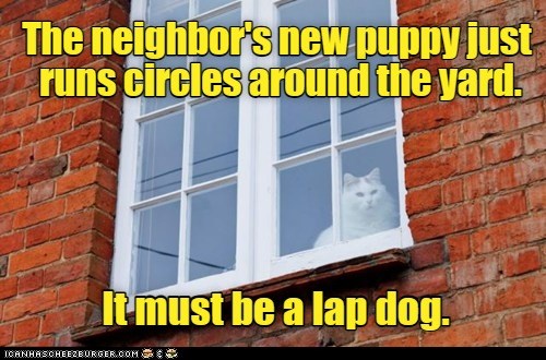 Round & round she goes. - Lolcats - lol | cat memes | funny cats ...