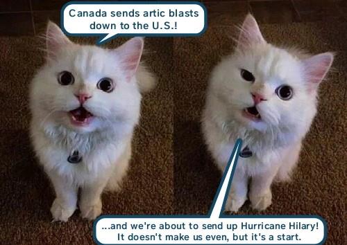 Kitty being catty - Lolcats - lol | cat memes | funny cats | funny cat ...