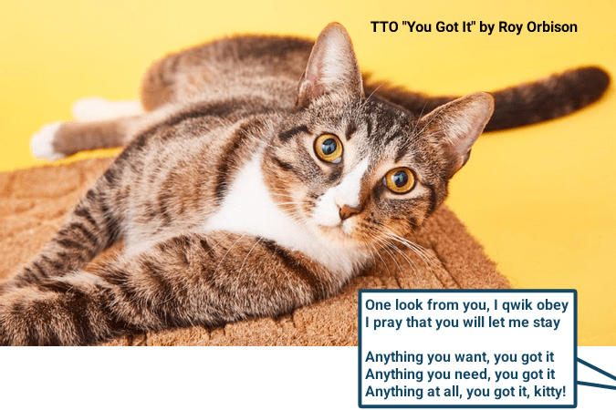 TTO "You Got It" by Roy Orbison - Lolcats - lol | cat memes | funny ...