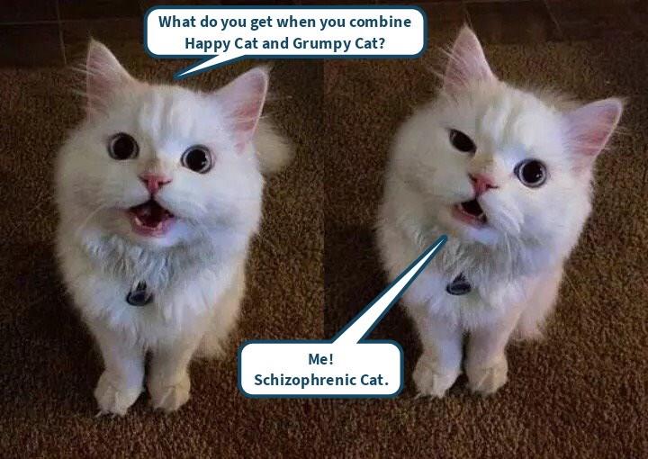 Bipolar cat - Lolcats - lol | cat memes | funny cats | funny cat ...