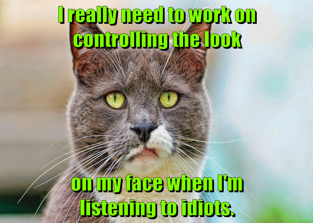 It's working great, I think - Lolcats - lol | cat memes | funny cats ...