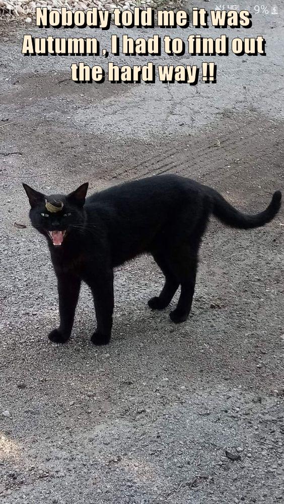 Nobody told me it was Autumn , I had to find out the hard way ...