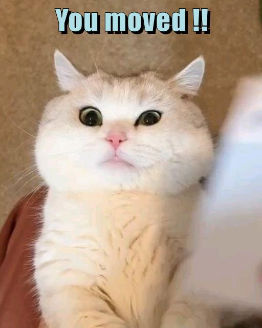 You moved !! - Lolcats - lol | cat memes | funny cats | funny cat ...