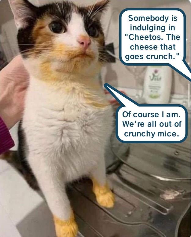 No alternative - Lolcats - lol | cat memes | funny cats | funny cat ...