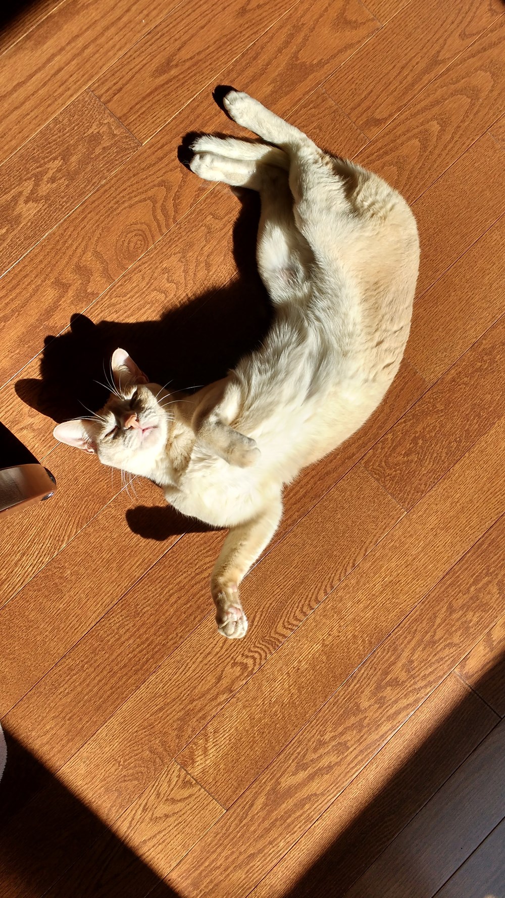 Long stretch - Lolcats - lol | cat memes | funny cats | funny cat ...