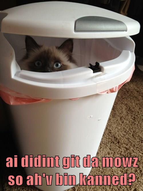Another joke in the trash - Lolcats - lol | cat memes | funny cats ...