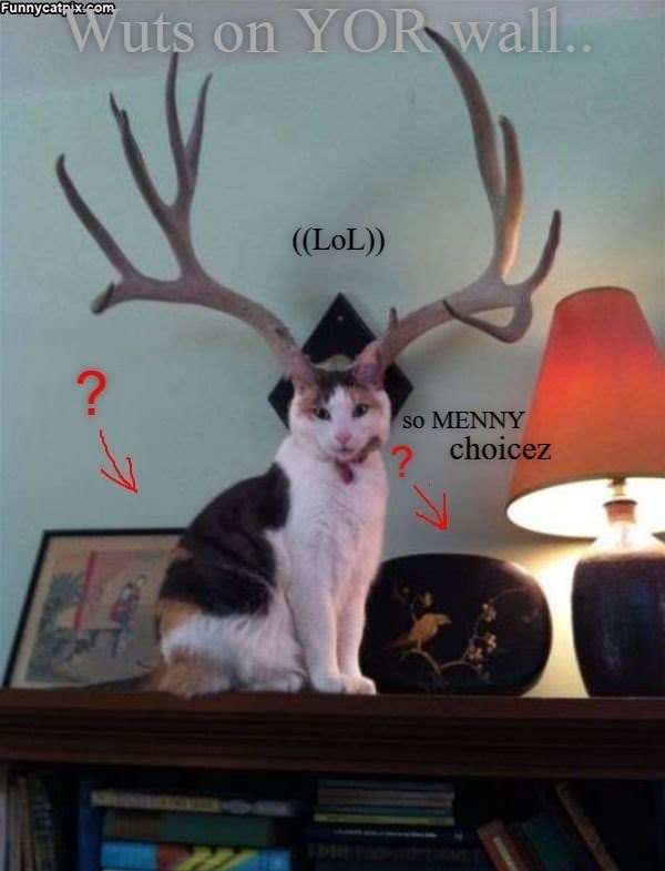 It's the cat's meow - Lolcats - lol | cat memes | funny cats | funny ...