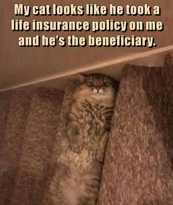 Always plotting - Lolcats - lol | cat memes | funny cats | funny cat ...