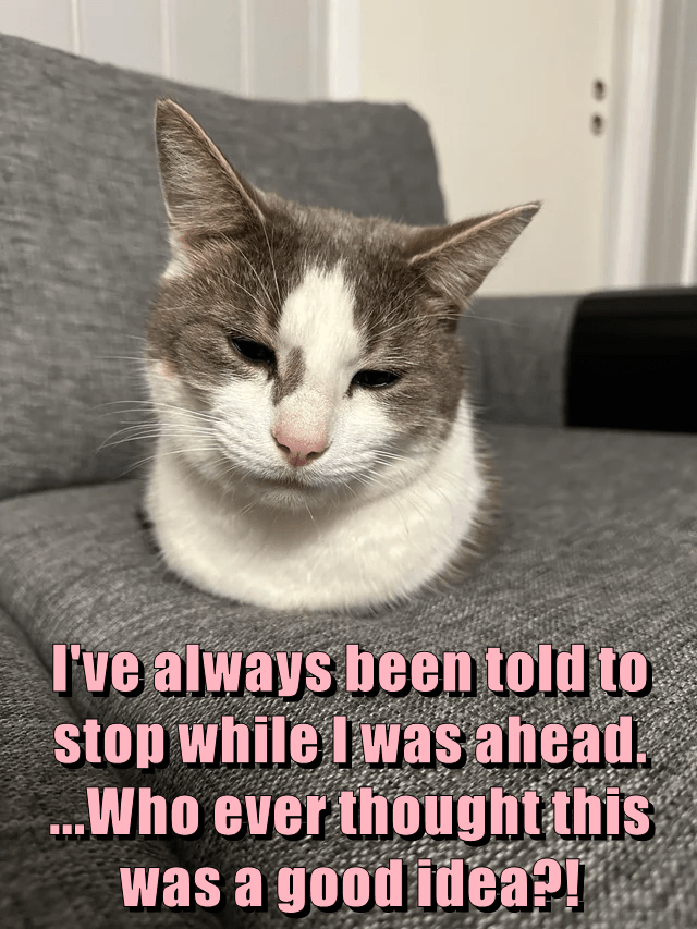 Clearly not a cat - Lolcats - lol | cat memes | funny cats | funny cat ...