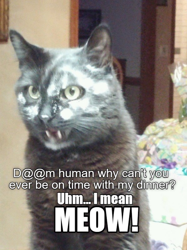 Let me be clear - Lolcats - lol | cat memes | funny cats | funny cat ...