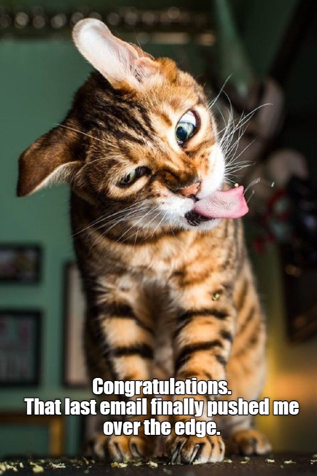 How your email finds me - Lolcats - lol | cat memes | funny cats ...