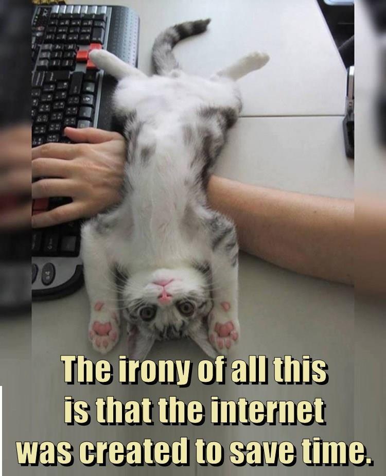 More memes! - Lolcats - lol | cat memes | funny cats | funny cat ...