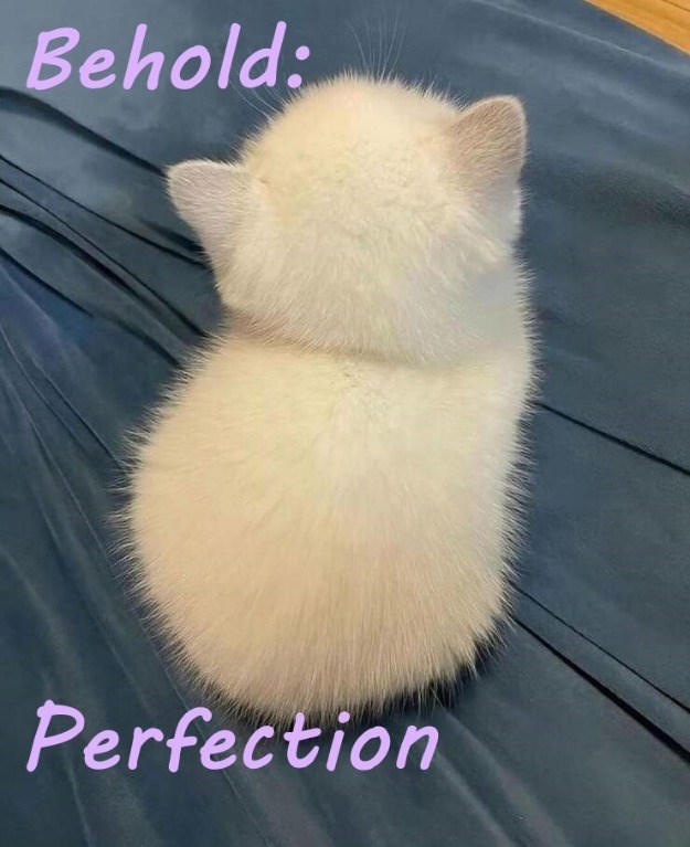 Need a little boost for today? - Lolcats - lol | cat memes | funny cats ...