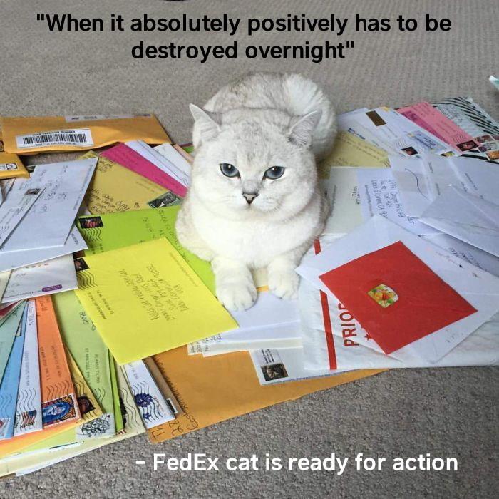 'Fixing' the USPS pileup - Lolcats - lol | cat memes | funny cats ...
