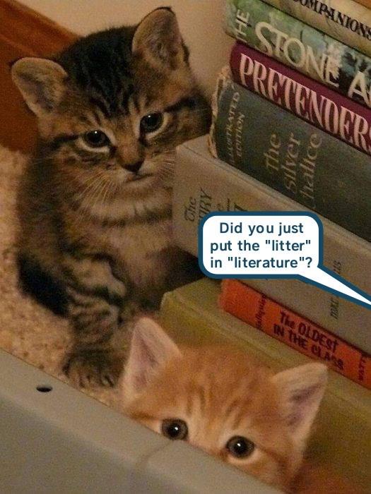 Caught! - Lolcats - lol | cat memes | funny cats | funny cat pictures ...