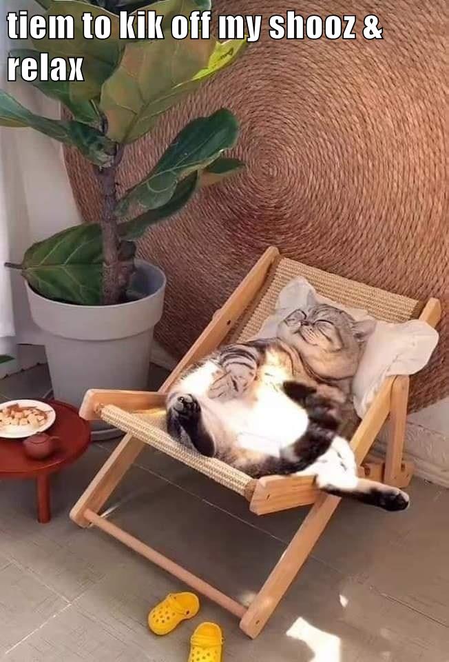 After a long day of napping - Lolcats - lol | cat memes | funny cats ...